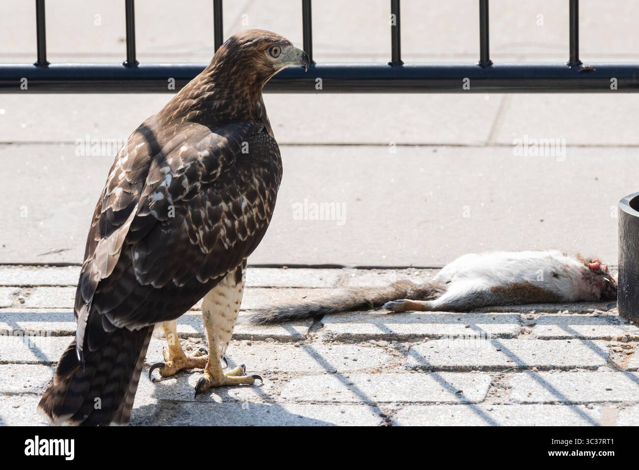 Juvenile red-tailed hawk seen in the city park as it killed squirrel ...