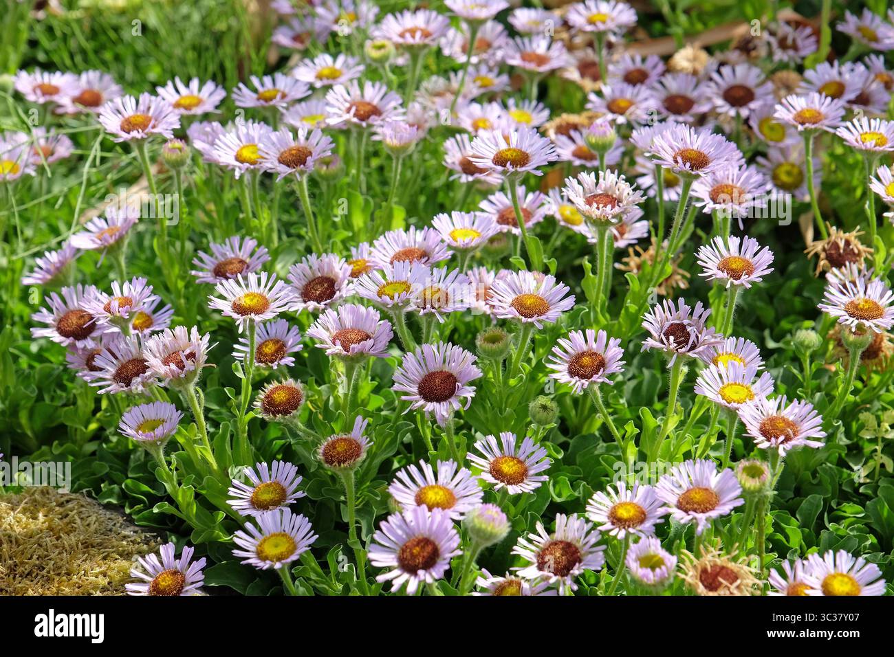 Purple Erigeron glaucus, glaucous leaved fleabane ‘Western Hills’ in ...