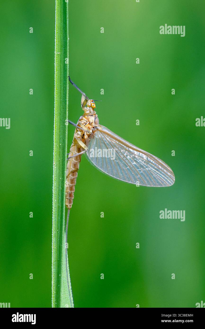 Cloeon simile hi-res stock photography and images - Alamy