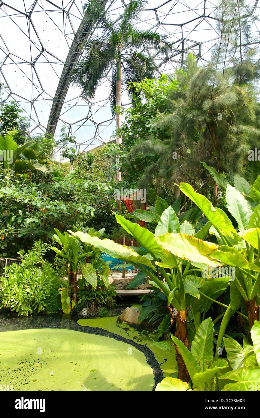 View of the largest indoor rainforest in the world with a pond inside ...