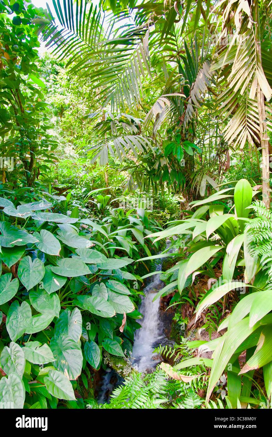 Running water stream in the largest indoor rainforest in the world ...
