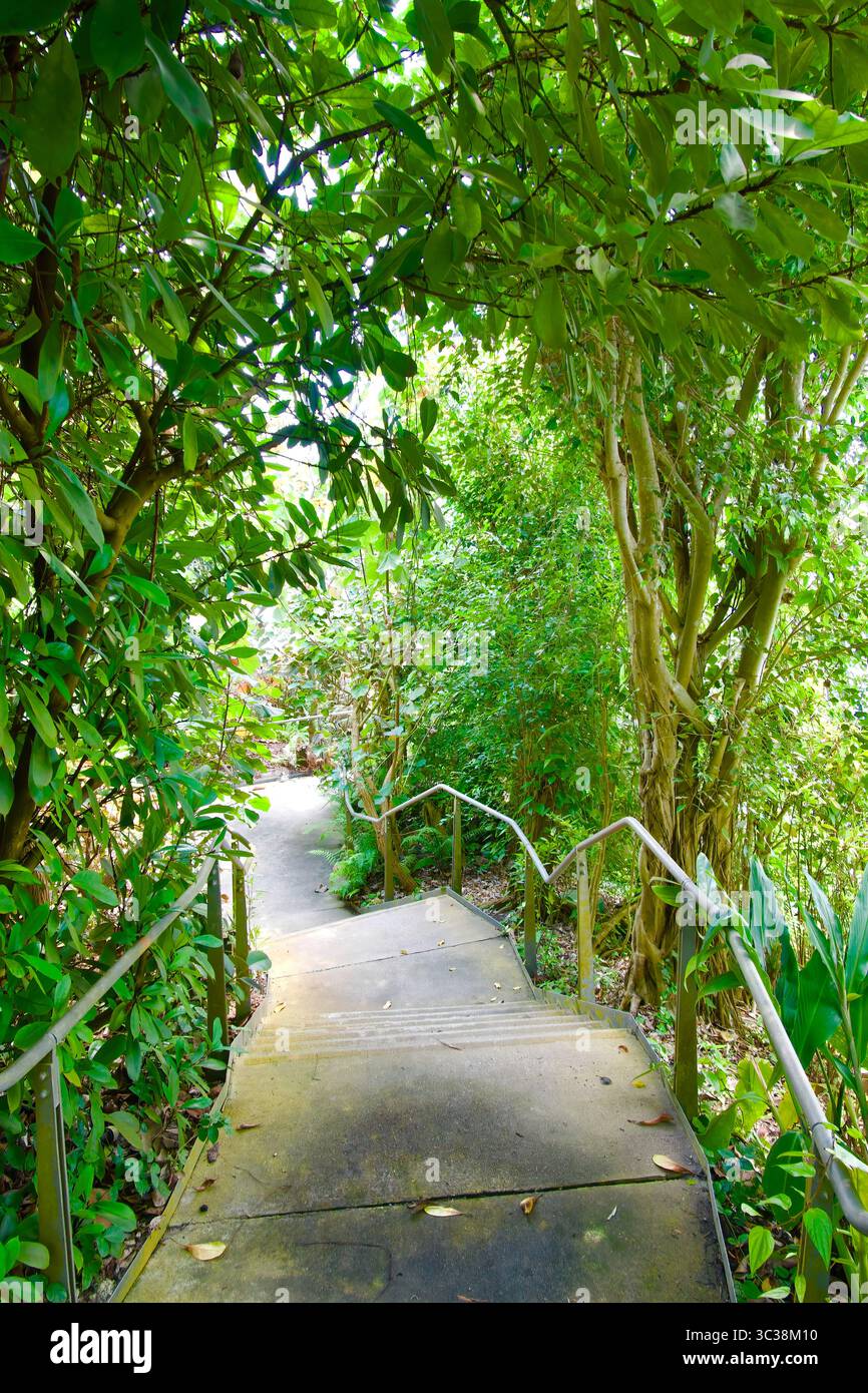 Path through the largest indoor rainforest in the world inside the ...