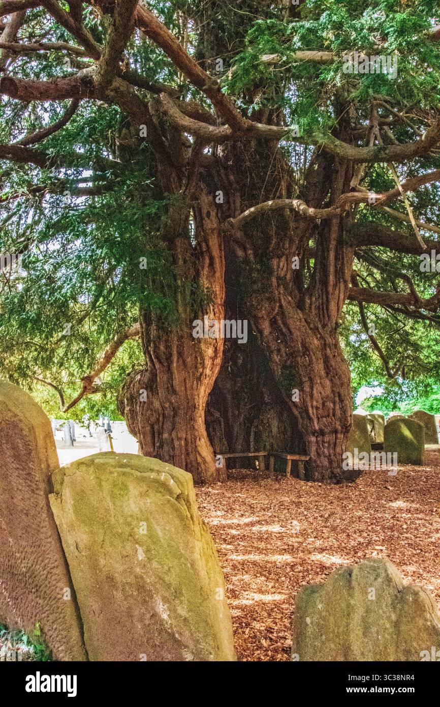 The famous 1500 year old Yew tree in the churchyard of St Bartholomews ...