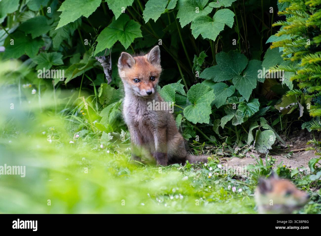 Red fox cubs (Vulpes vulpes) resting and playing in an urban garden ...