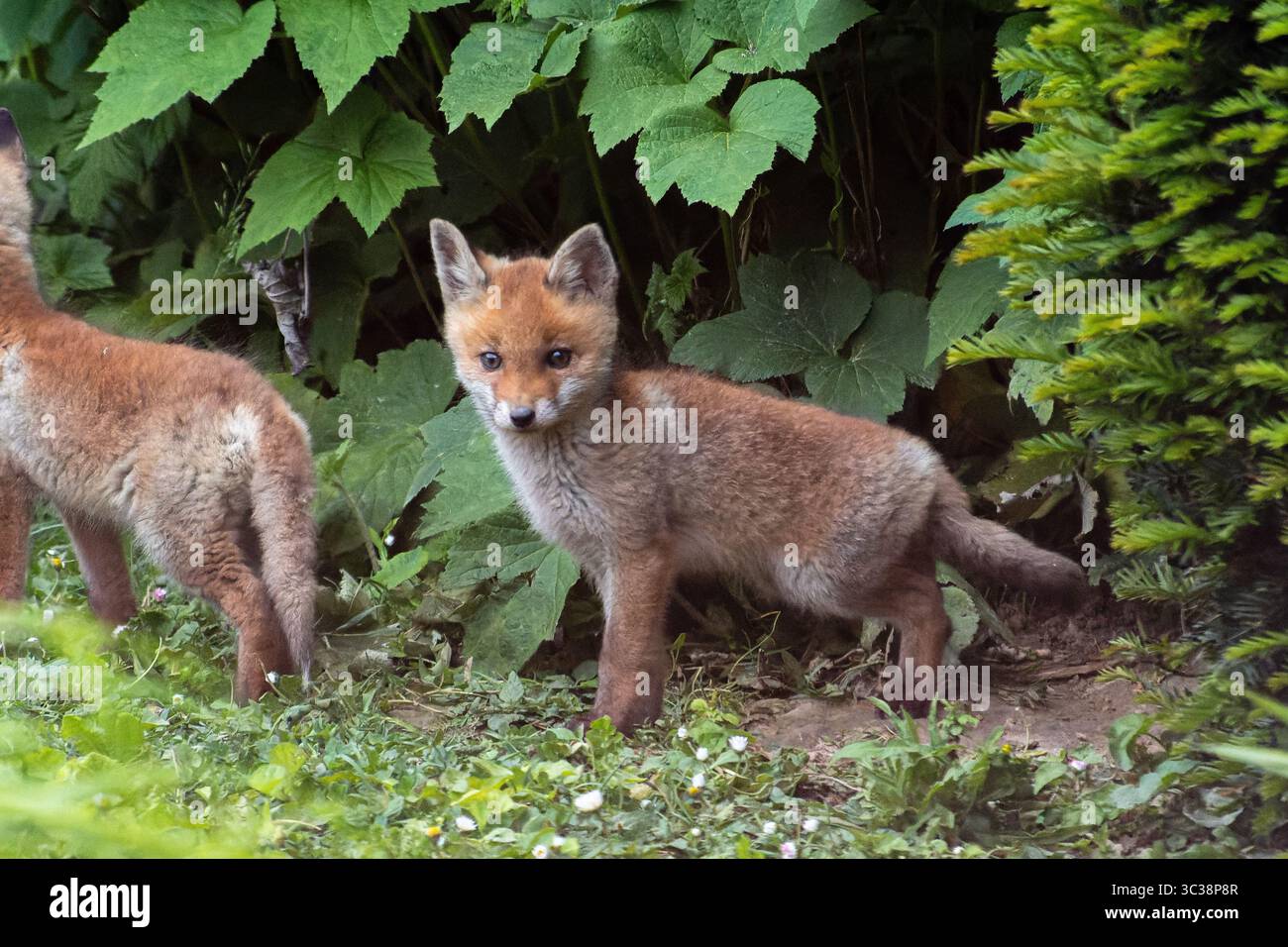 Red fox cubs (Vulpes vulpes) resting and playing in an urban garden ...