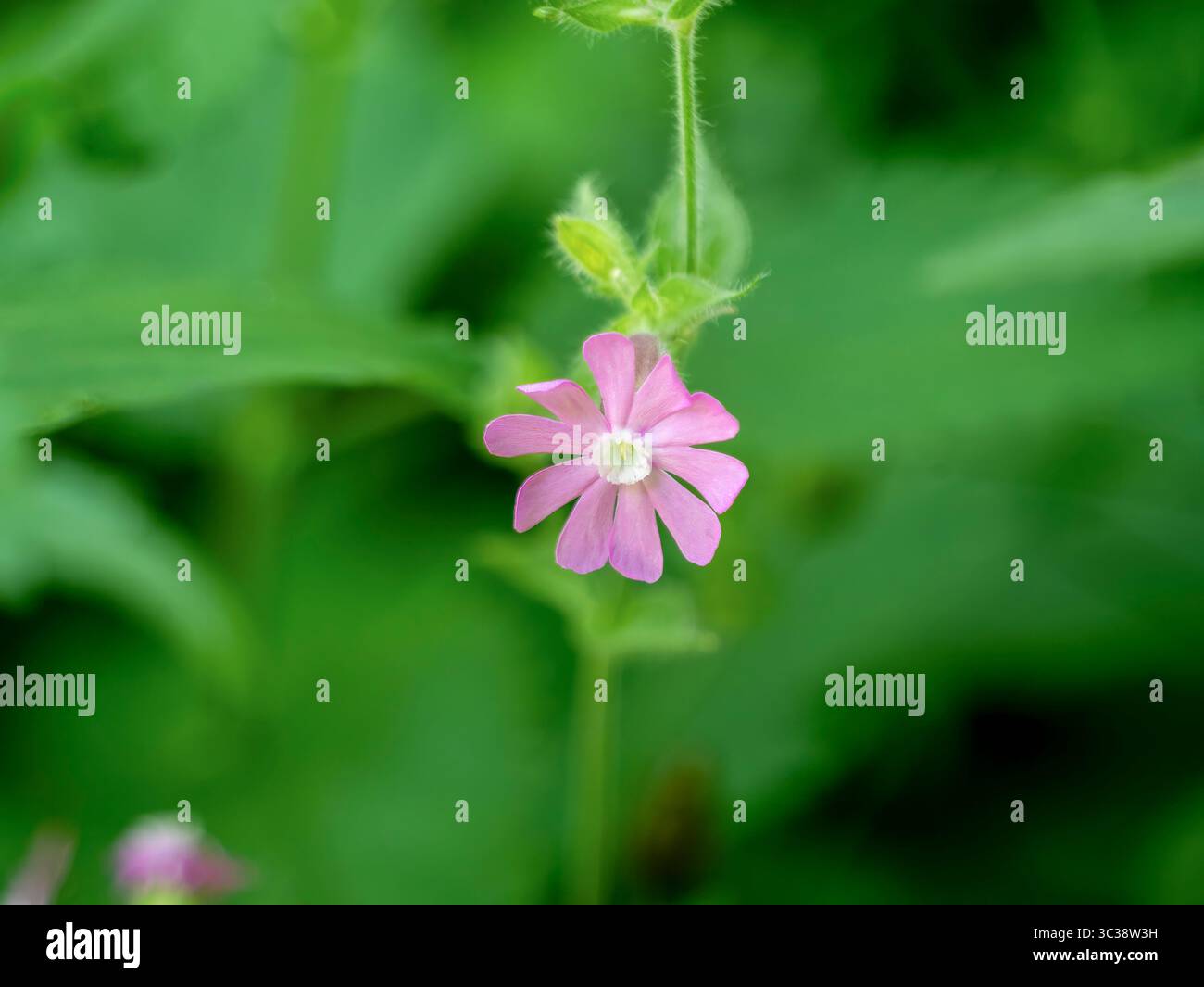 Nodding flower head hi-res stock photography and images - Alamy