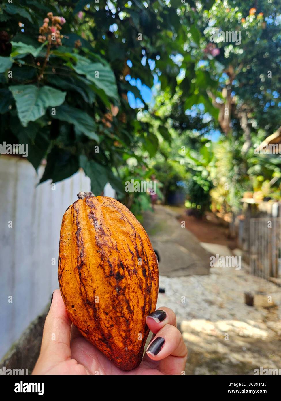 Cacao de chocolate hi-res stock photography and images - Alamy
