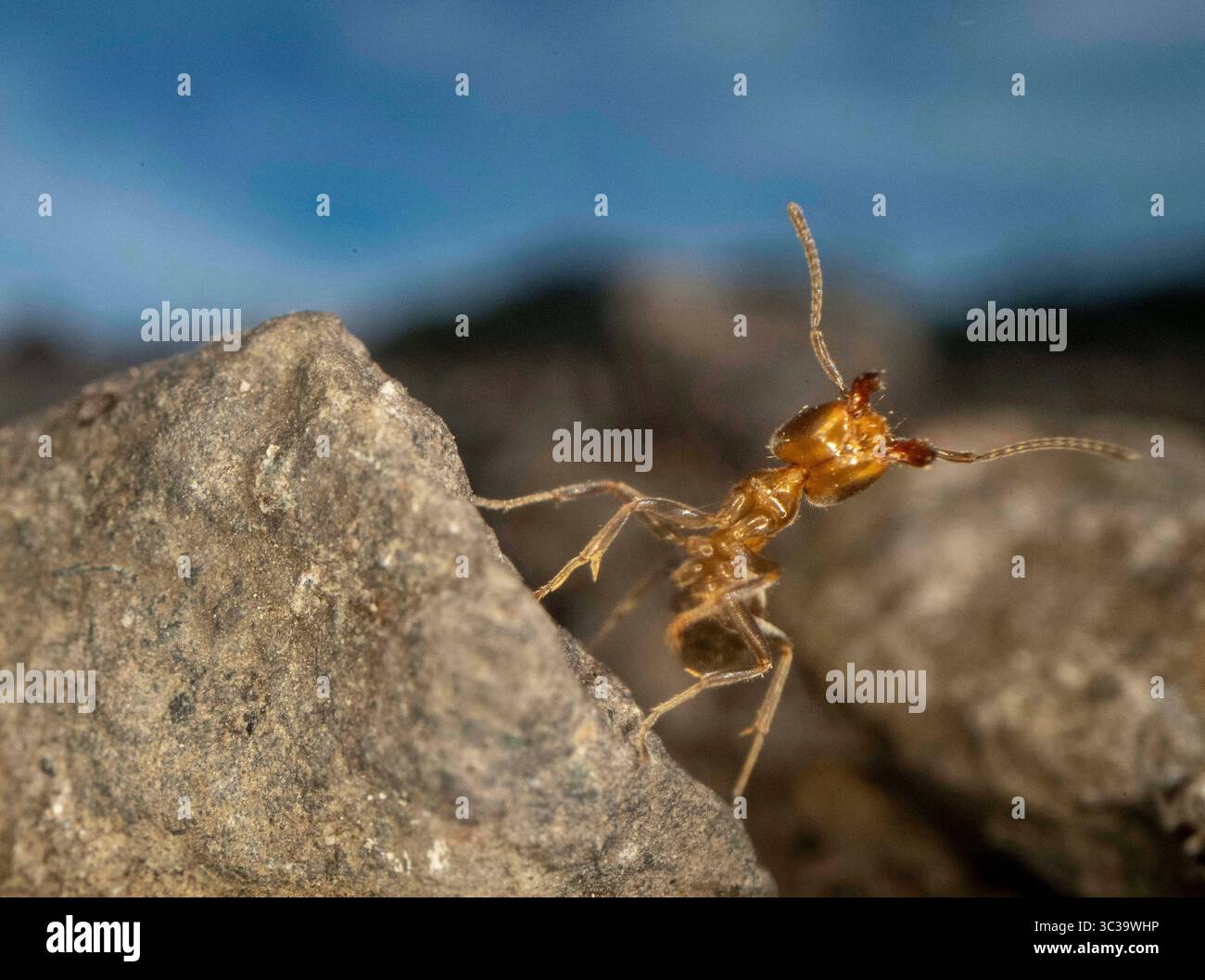 Ants on ant road in hi-res stock photography and images - Alamy