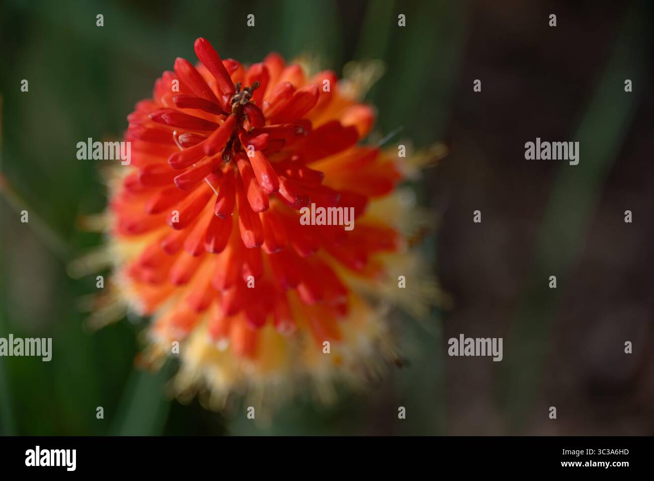 Close-up of a red hot poker flower showing tubular petals transitioning ...
