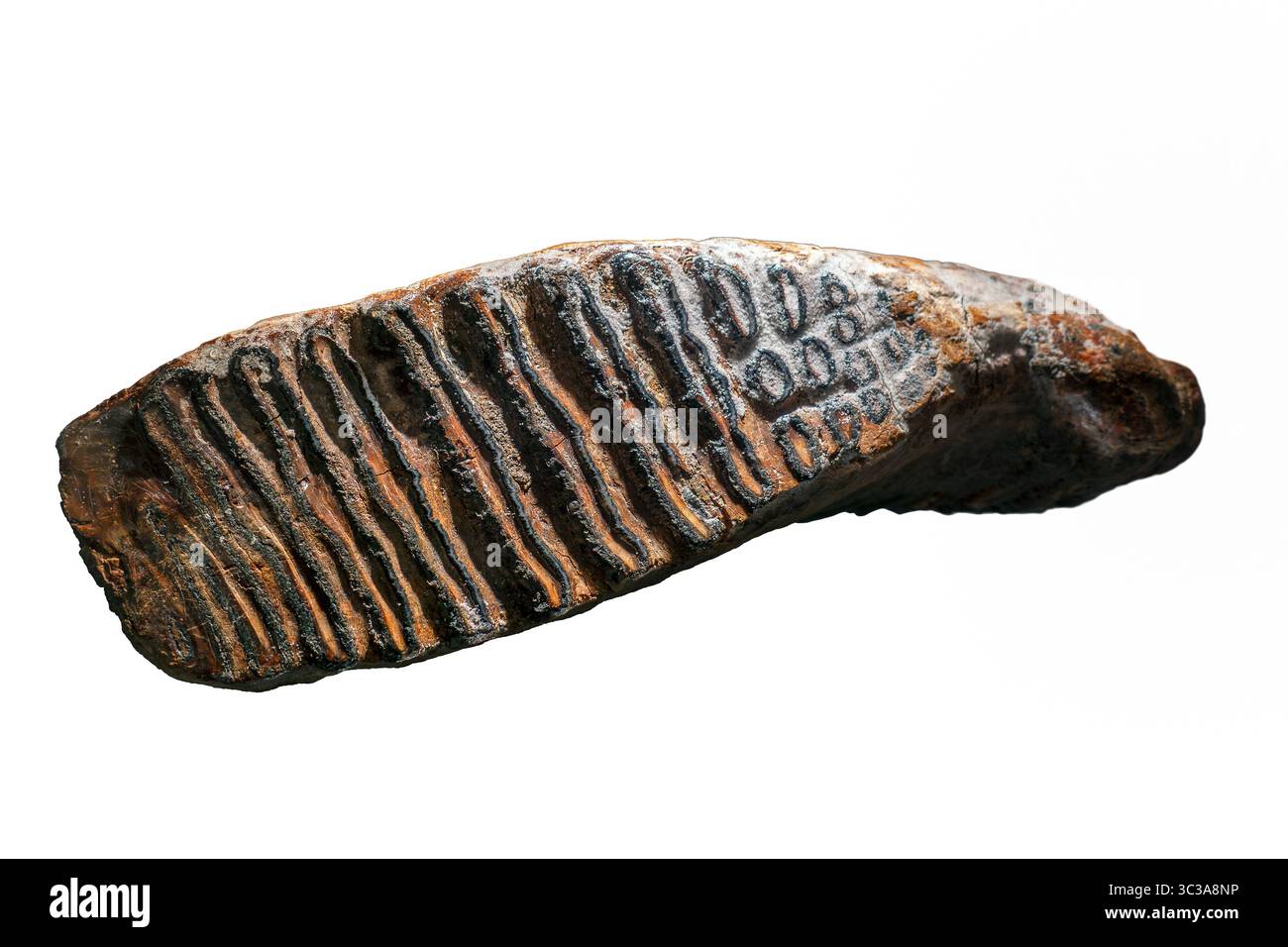 Fossilised lower molar of woolly mammoth (Mammuthus primigenius), close ...