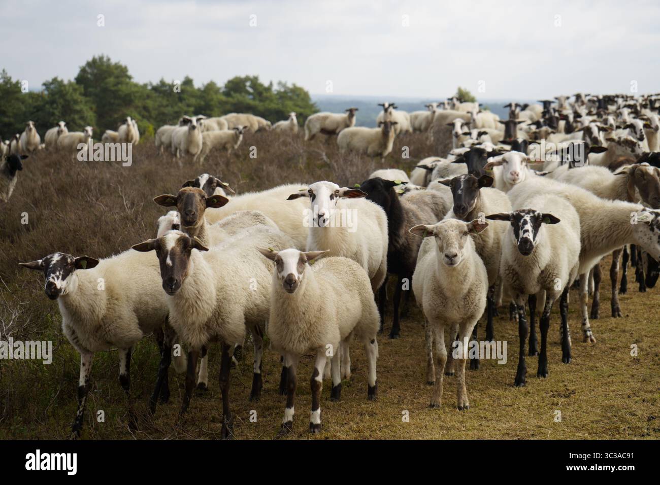 Brown white sheep herd hi-res stock photography and images - Alamy