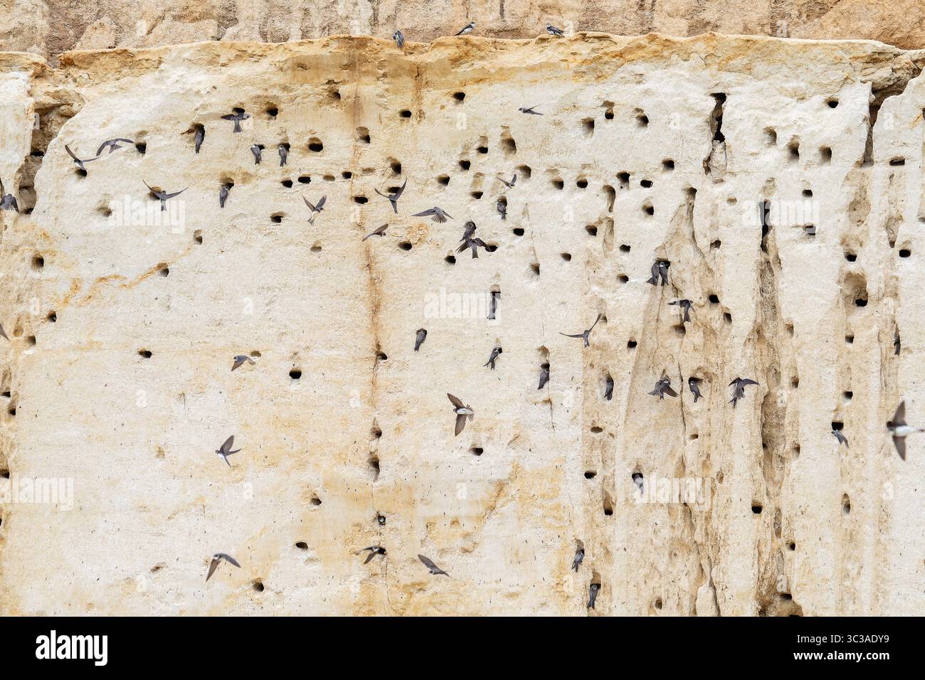 Flock of Sand Martins (Riparia riparia) flying in front of a vertical ...
