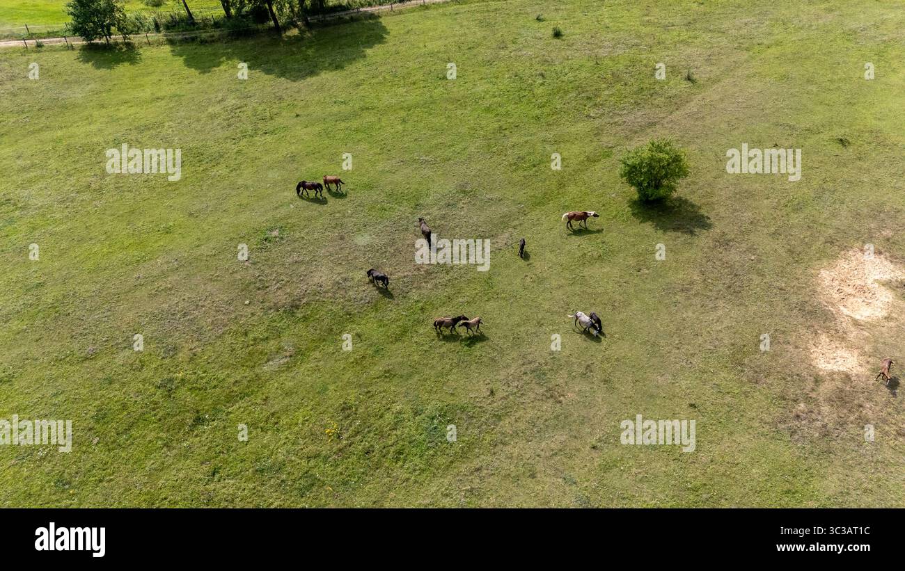 Open grassy field scattered hi-res stock photography and images - Alamy