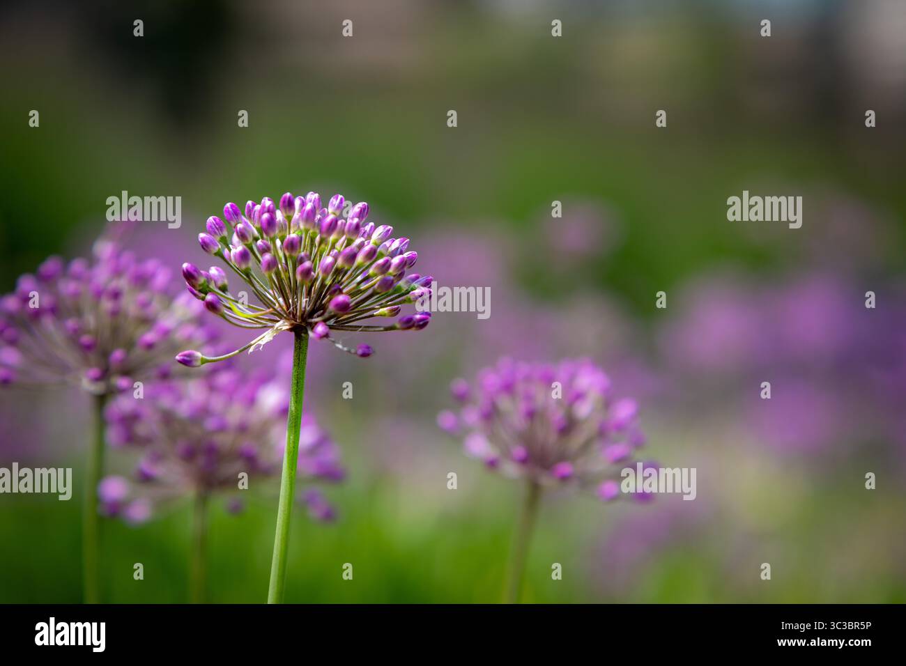 Bloom flower appear on copy hi-res stock photography and images - Alamy