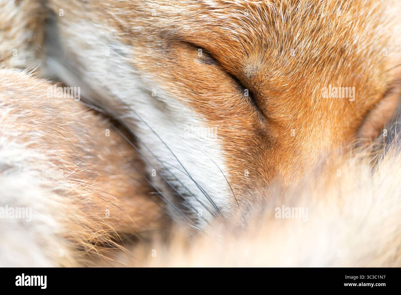 Portrait of a red fox sleeping curled up, eyes closed and tail wrapped ...