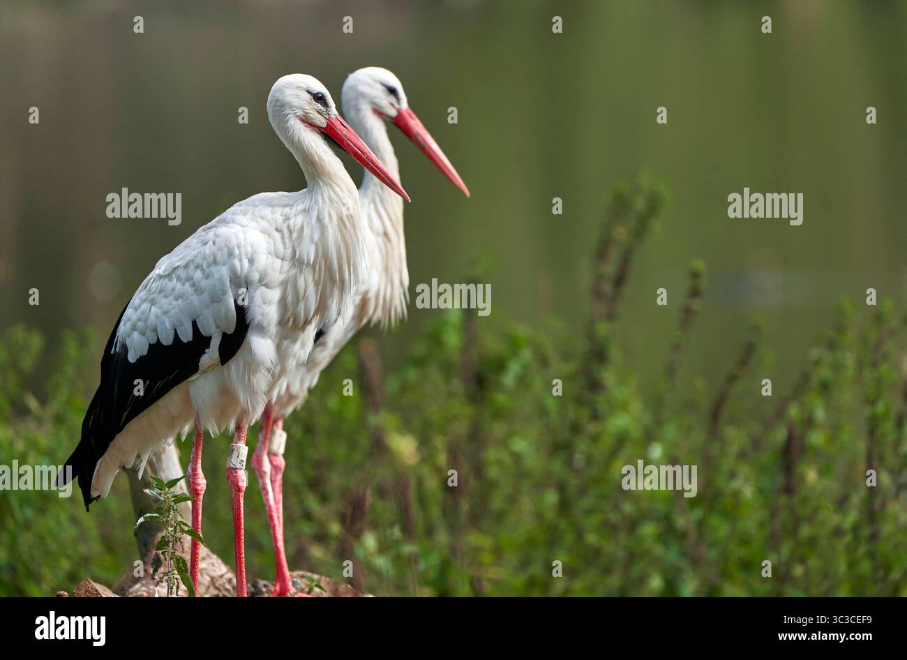 White stork ciconia pair standing hi-res stock photography and images ...