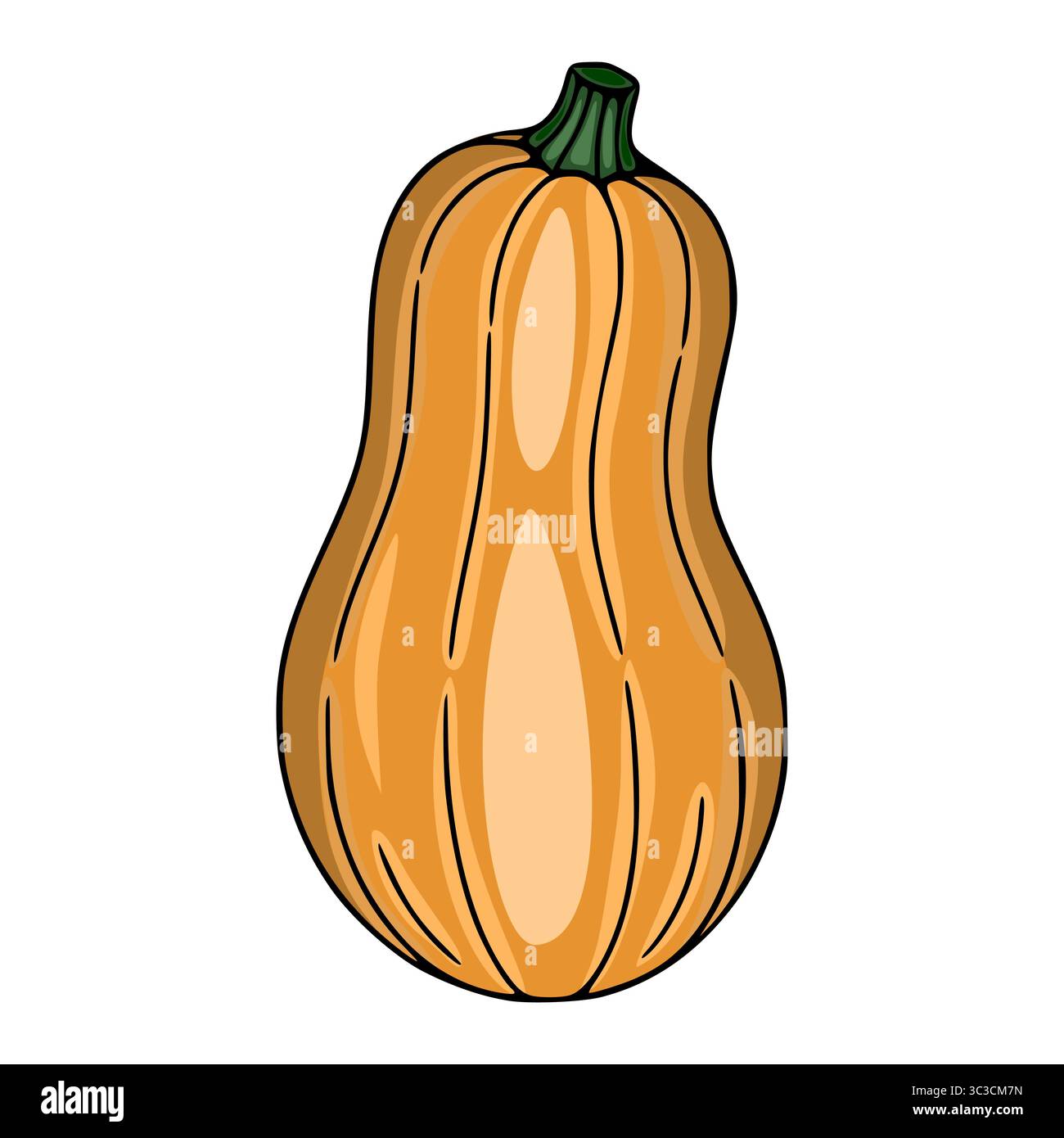 Vector illustration of a butternut squash with detailed, hand-drawn ...