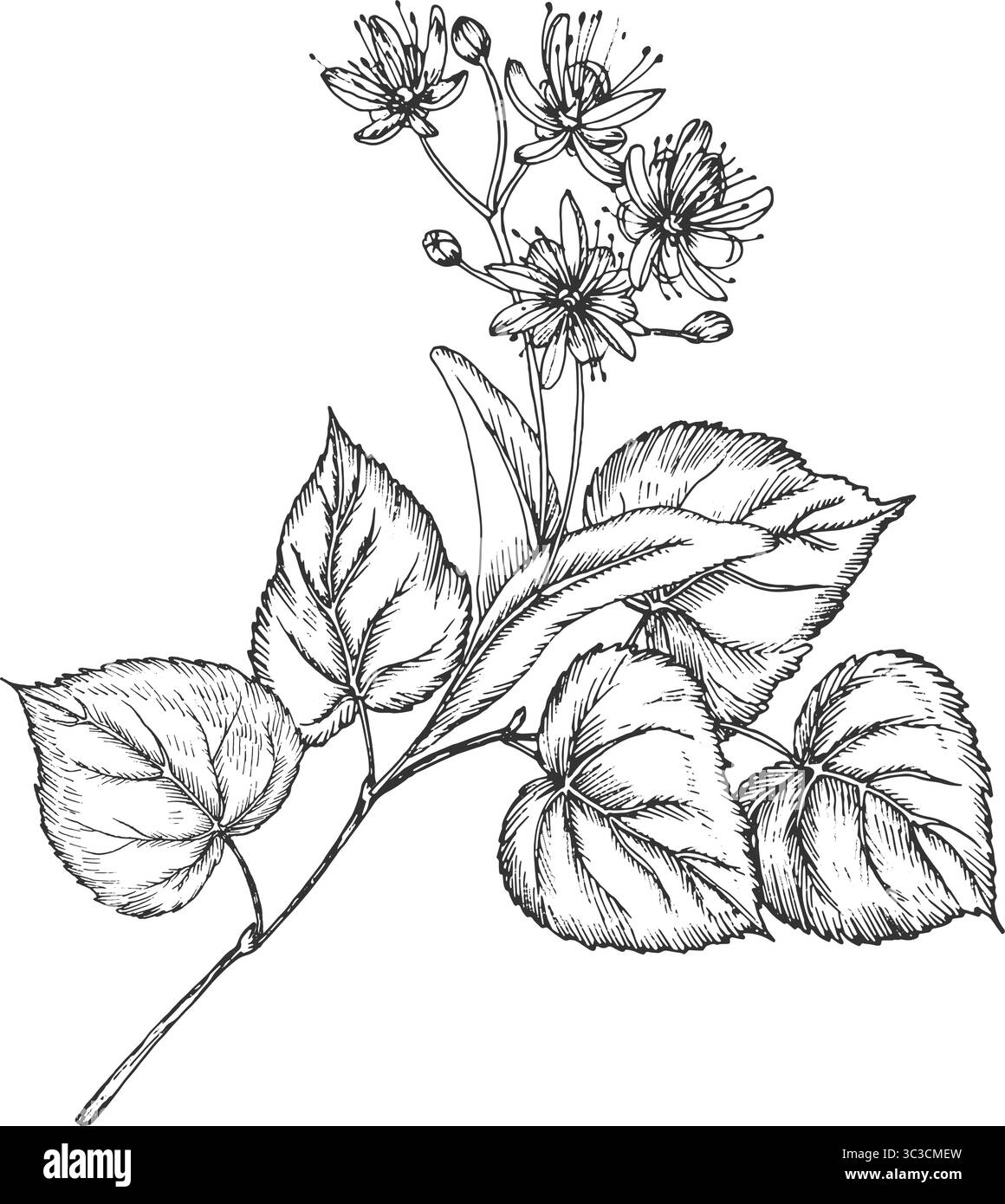 Linden branch with flowers. Vector illustrations hand drawn with ink ...