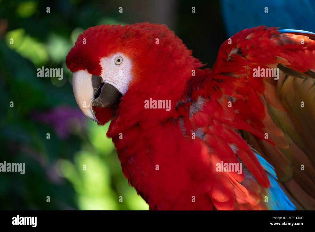 El macao hi-res stock photography and images - Alamy