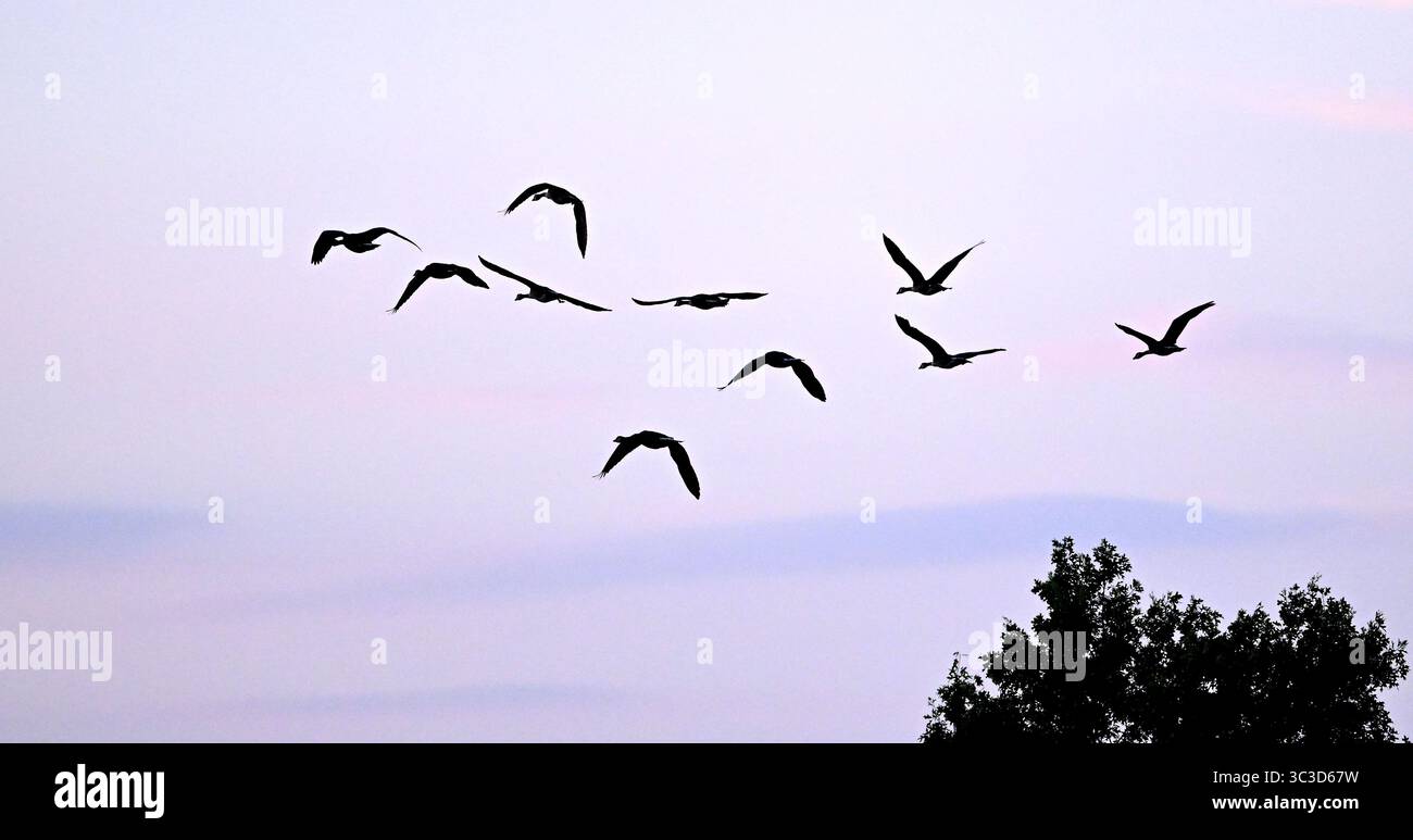 Crawley UK 25th July 2025 - Geese fly over during the pre-season ...