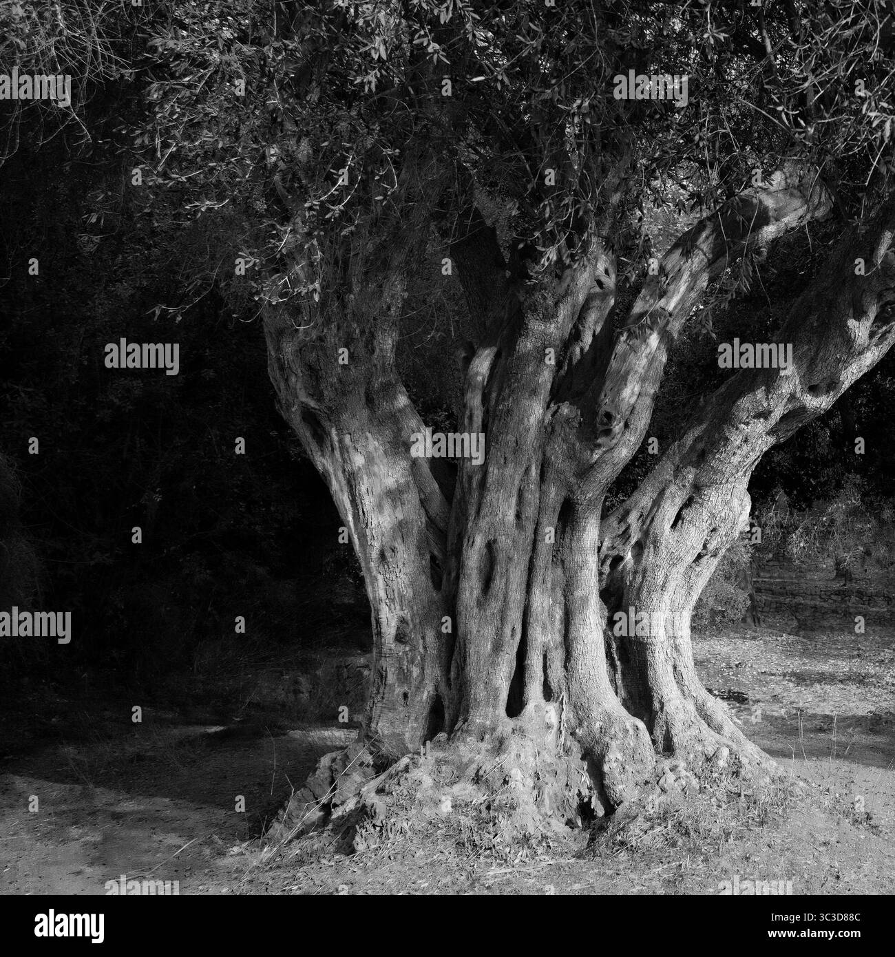 Judea mountains Black and White Stock Photos & Images - Alamy