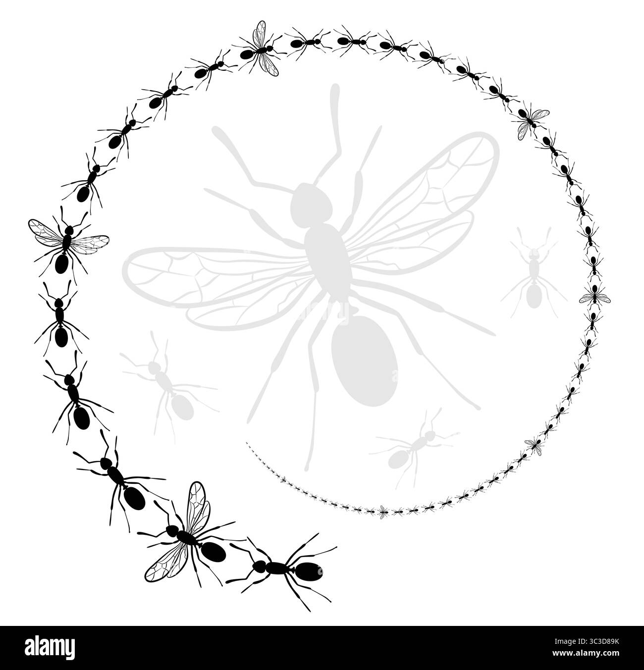 Photo of ants Stock Vector Images - Alamy