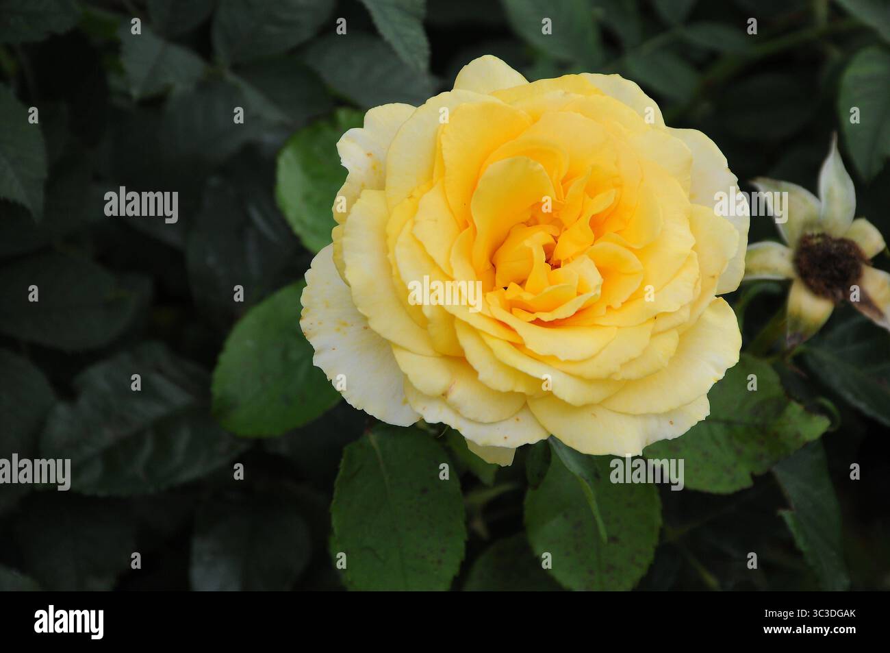 Copenhagen/ DenmarK/25 JULY 2025/ Rose flowers plants in kastrup ...