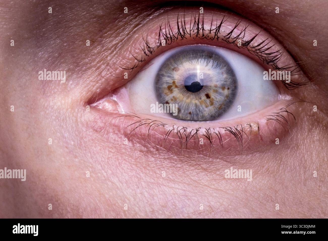 Detailed realistic blue eye hi-res stock photography and images - Alamy