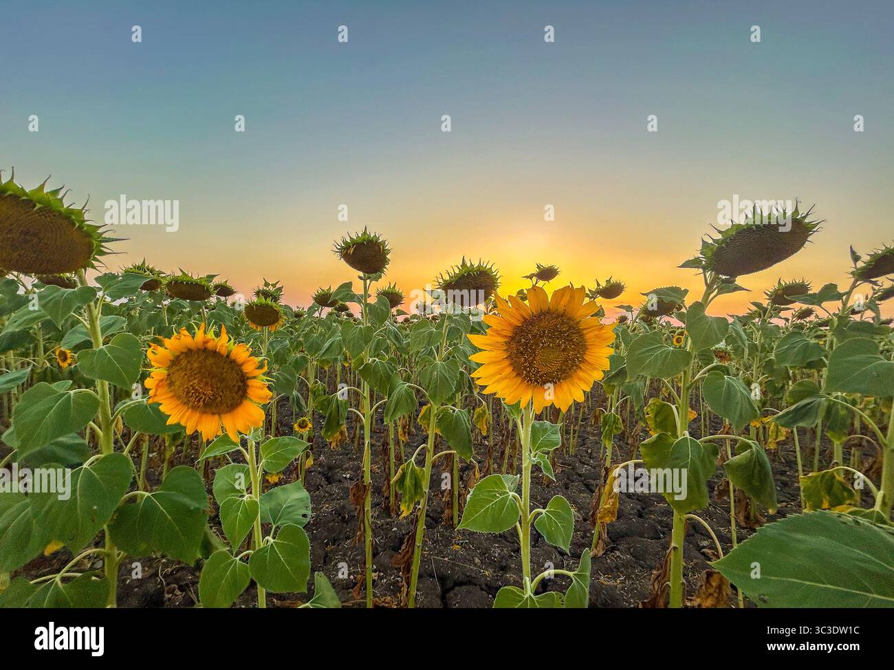 Strandja mountians Bulgaria 25th July 2025 Sunset into Blue ride with ...