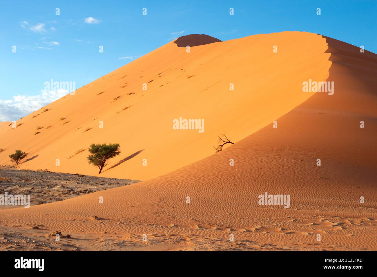 Namibian landscape with desert, trees and sand dunes. Sossusvlei, Namibia Stock Photo - Alamy