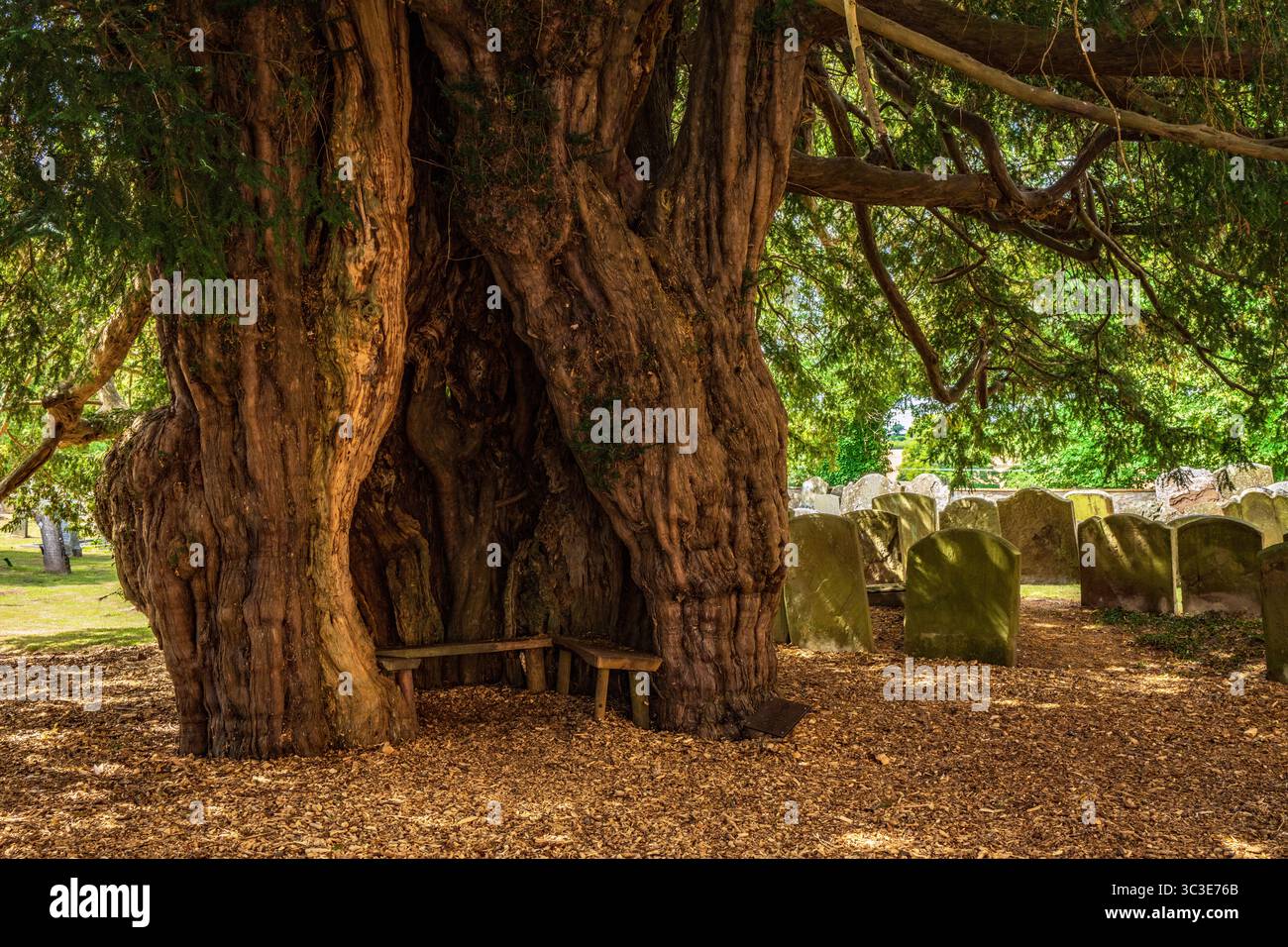 The famous 1500 year old Yew tree in the churchyard of St Bartholomew's ...