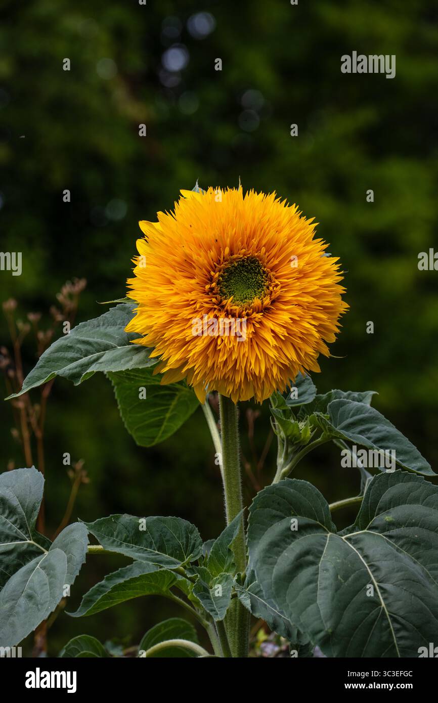 A double Dwarf sunflower 'helianthus annuus' Stock Photo - Alamy