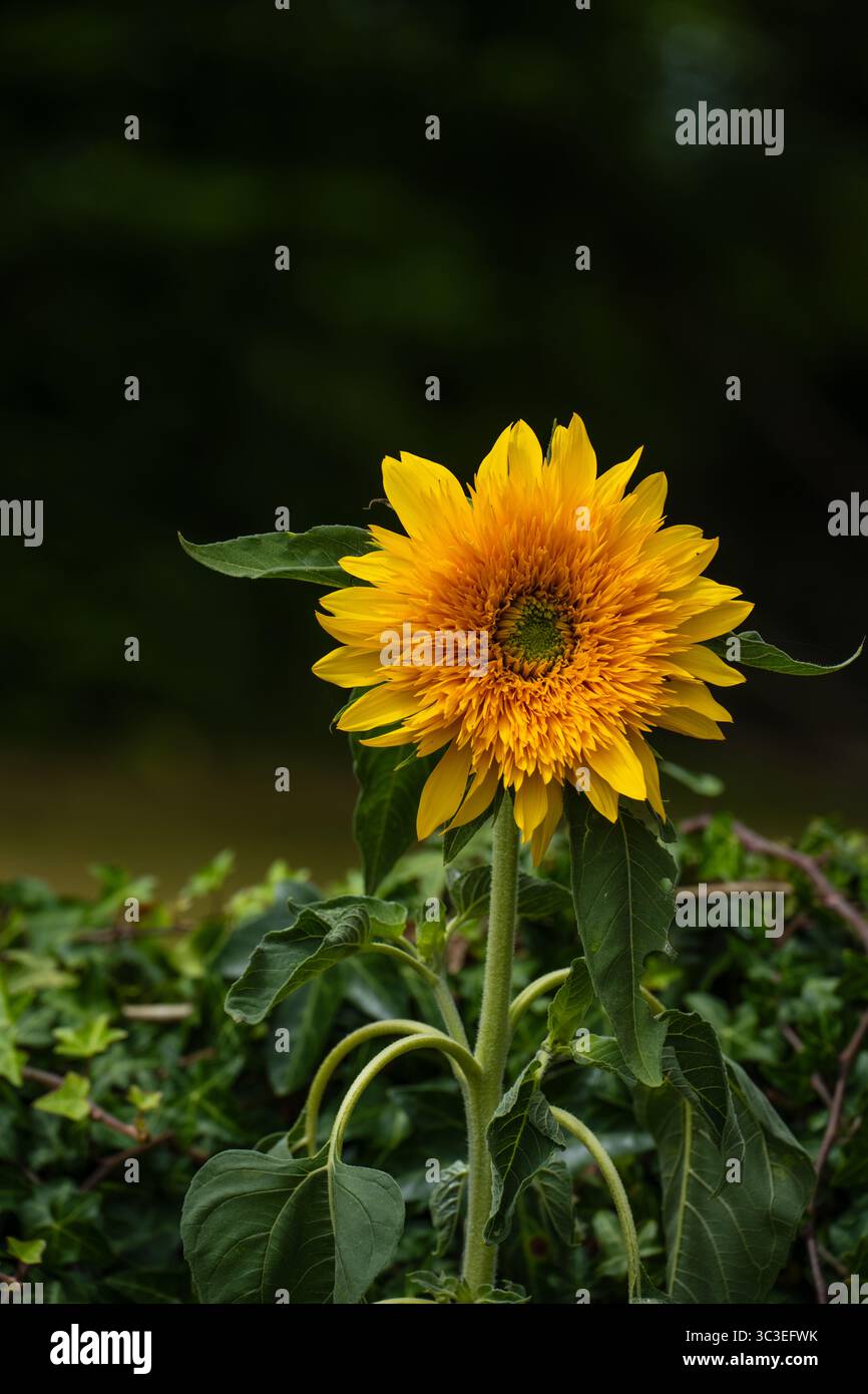 A double Dwarf sunflower 'helianthus annuus' Stock Photo - Alamy