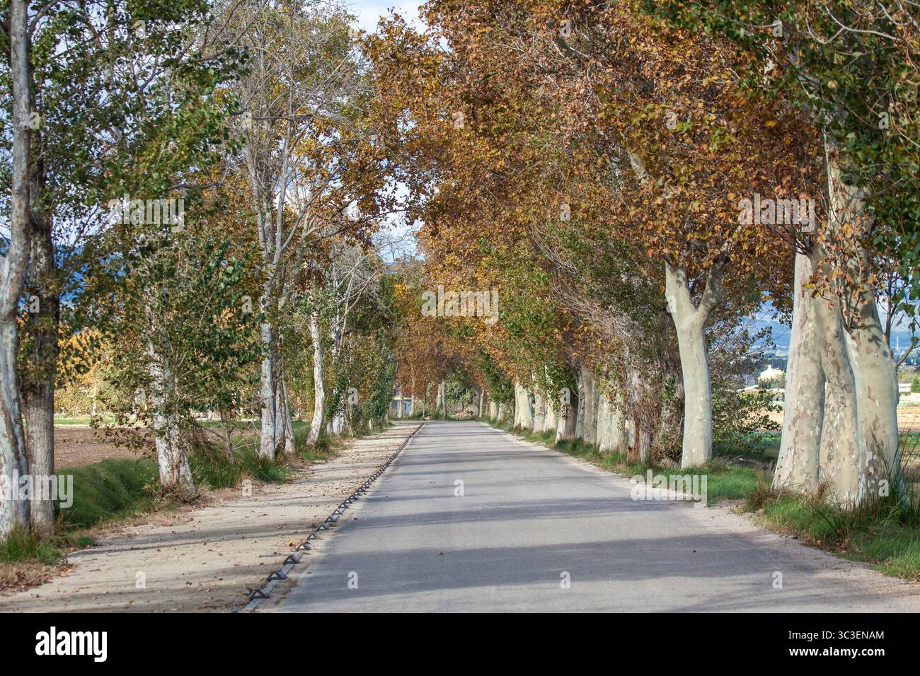 Long pathway between trees hi-res stock photography and images - Alamy