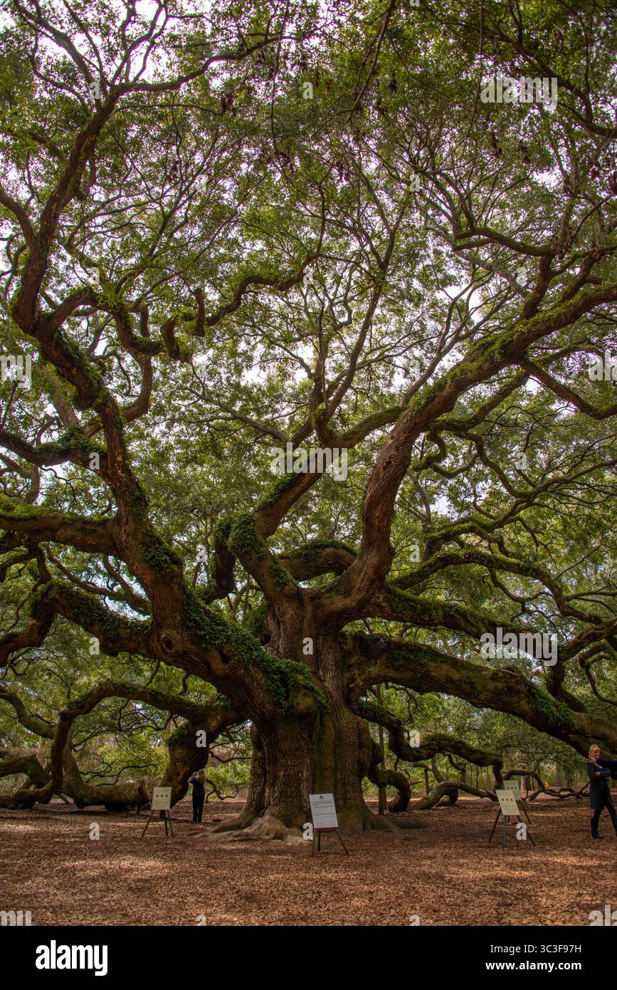 The famous Angel Oak Tree on John's Island, South Carolina is estimated ...