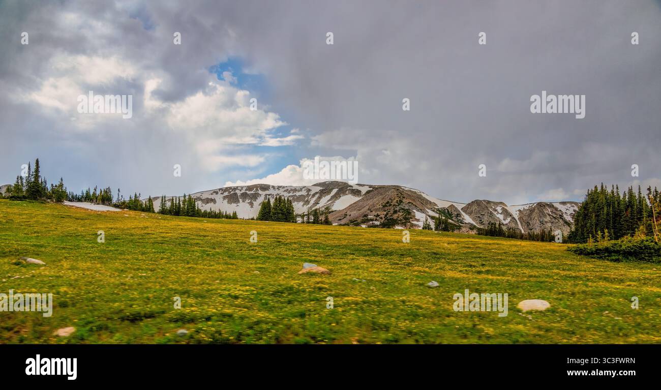 A panoramic alpine scene featuring a vibrant wildflower meadow ...