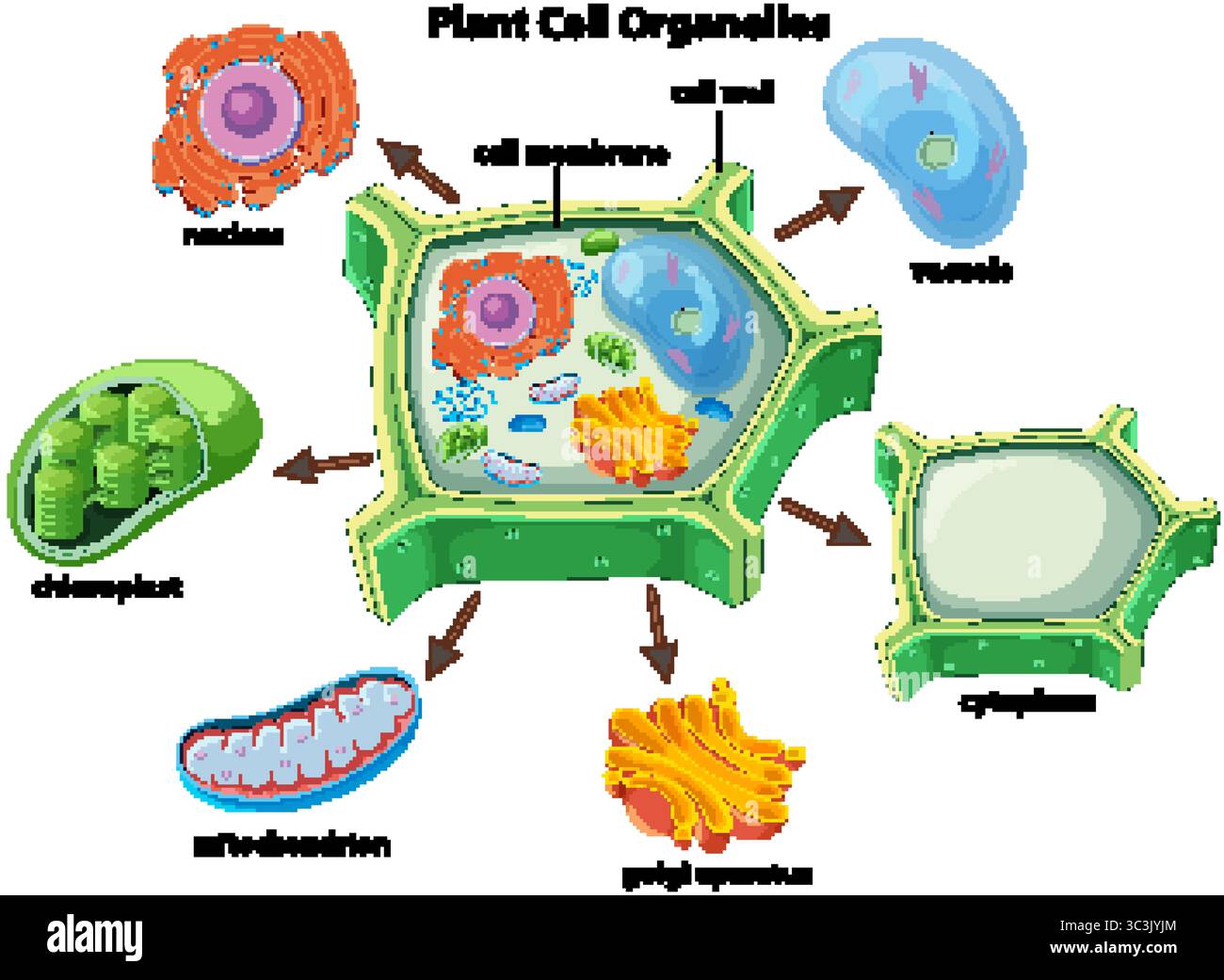 Structures of plant anatomy Stock Vector Images - Alamy