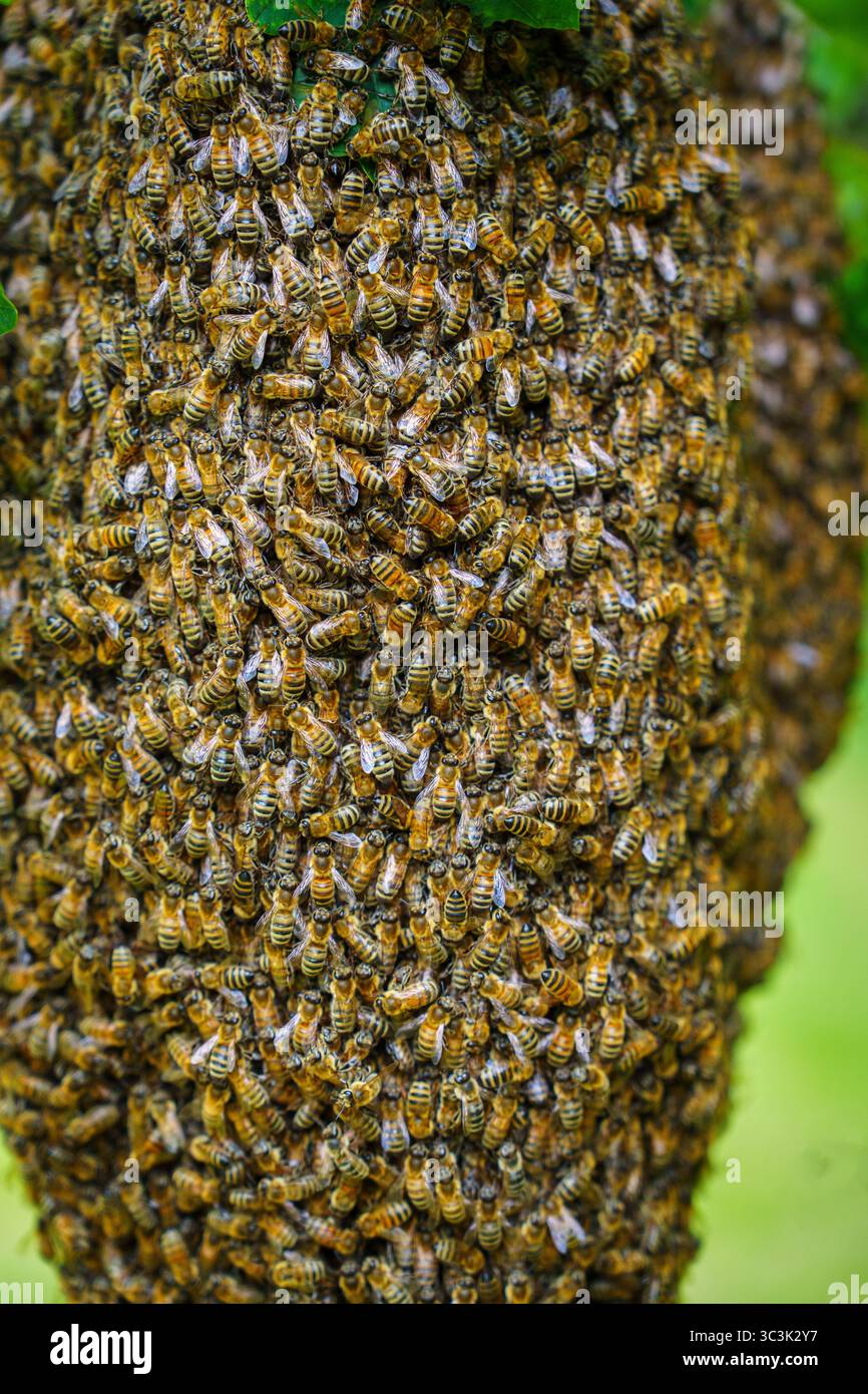Swarm of Honeybees on a Tree Branch A Natural Phenomenon of Bee Colony ...