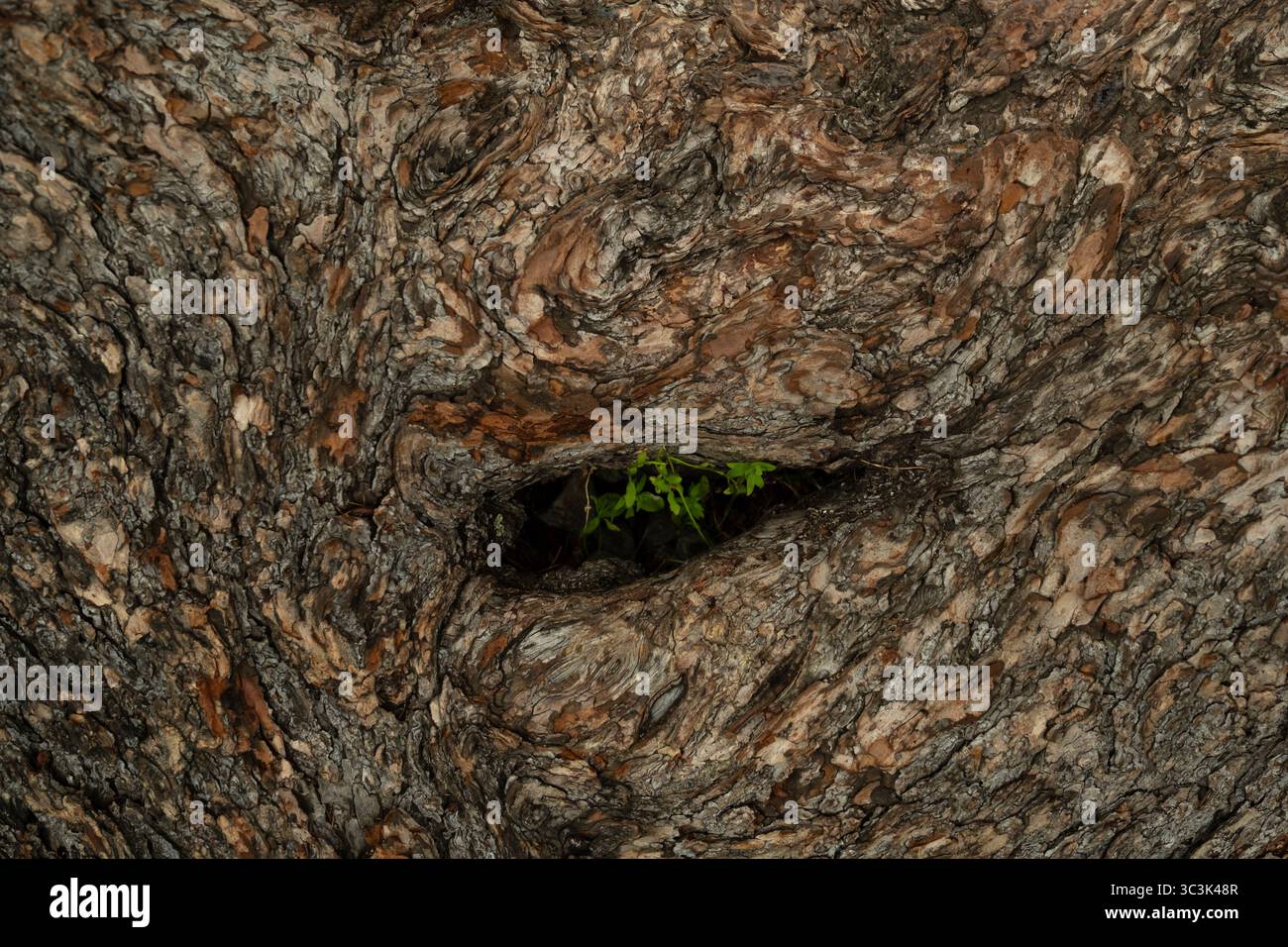 Tree bark texture with small green plant growing in hole. Natural ...