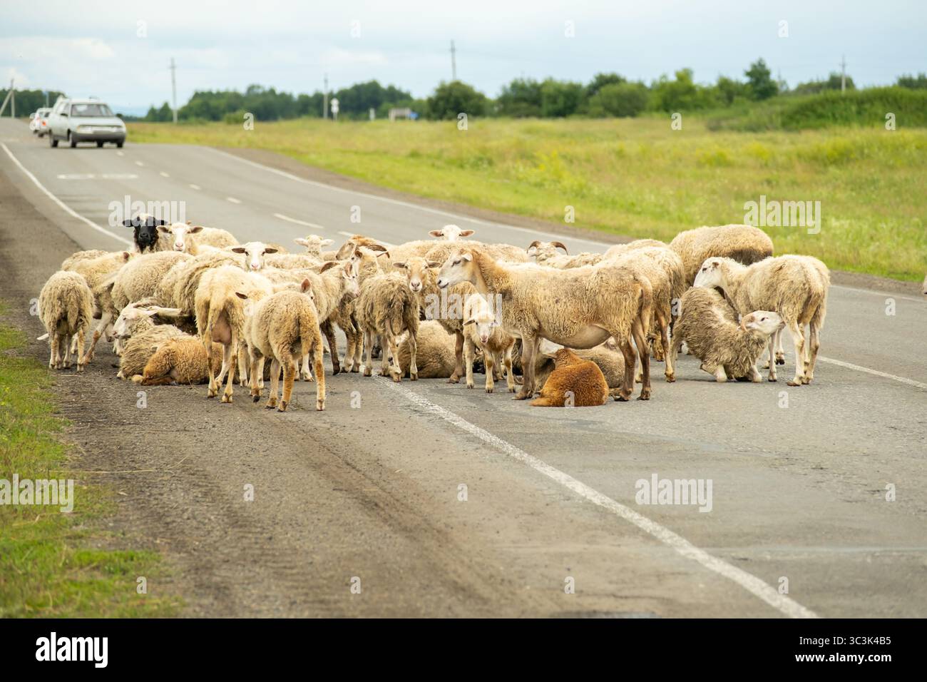 Flock of sheep with lambs blocking a country road. Rural agriculture ...