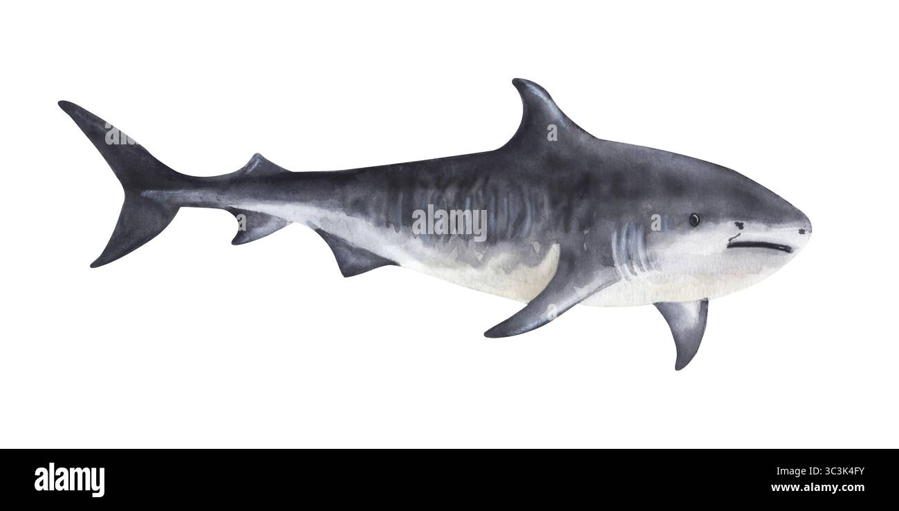 Side view tiger shark with open mouth in monochrome silhouette style ...