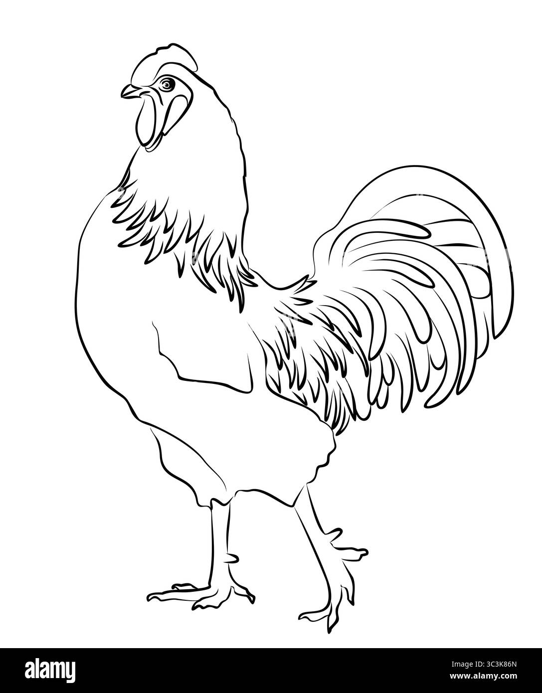 Drawing of a rooster Cut Out Stock Images & Pictures - Alamy