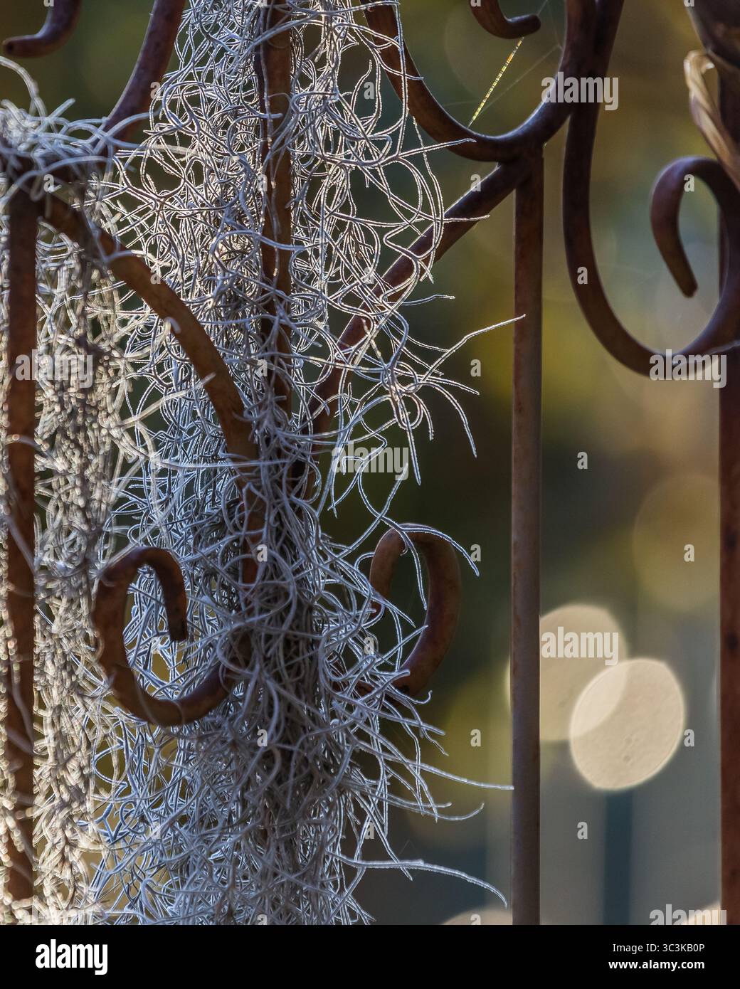 Moss on metal gate hi-res stock photography and images - Alamy