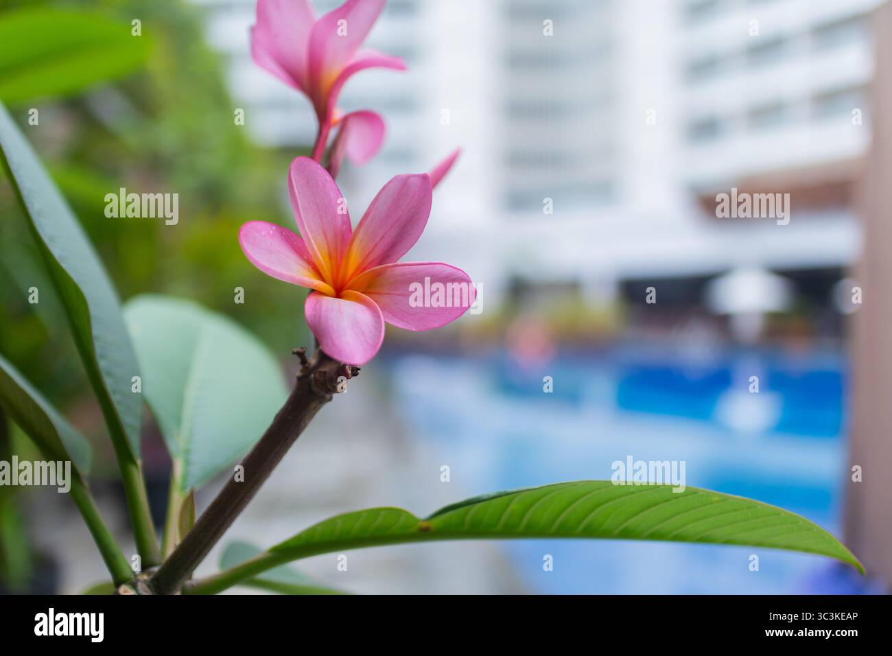 Frangipani Against Urban Backdrop Stock Photo - Alamy