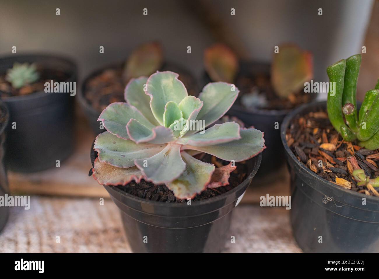 Soft pink edges hi-res stock photography and images - Alamy