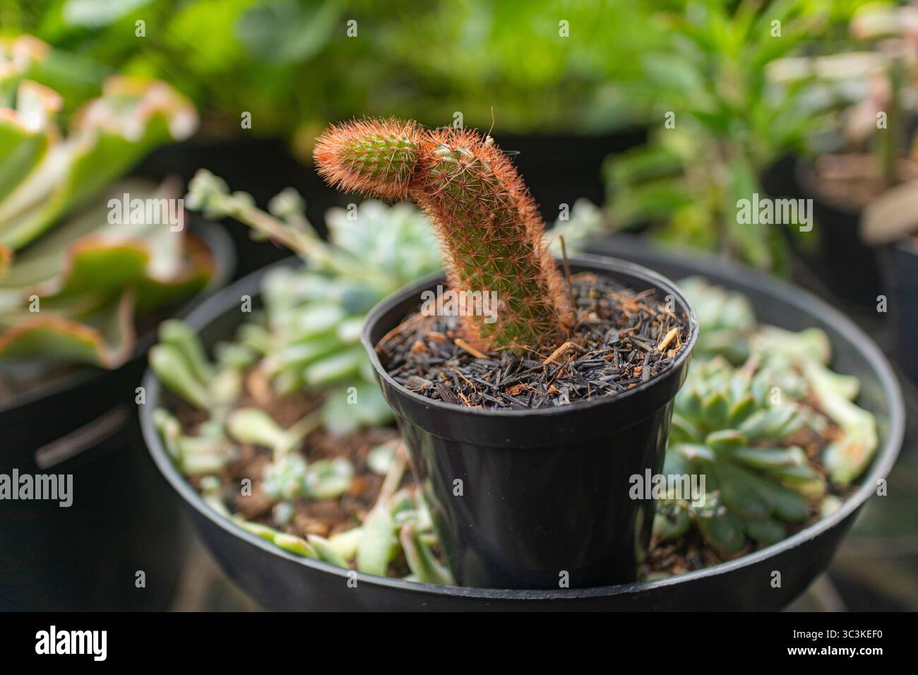 Unique red soil hi-res stock photography and images - Alamy