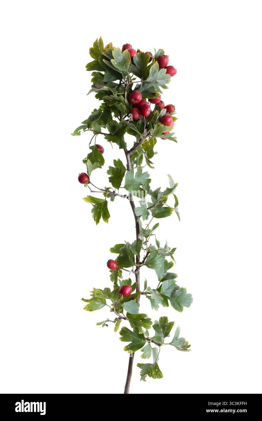 Common hawthorn (Crataegus monogyna) shrub with its berry-like red ...