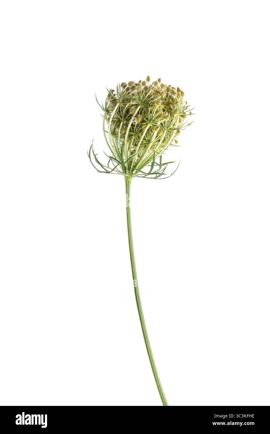Wild carrot.Side view of the umbel (inflorescence) and stem of a wild ...