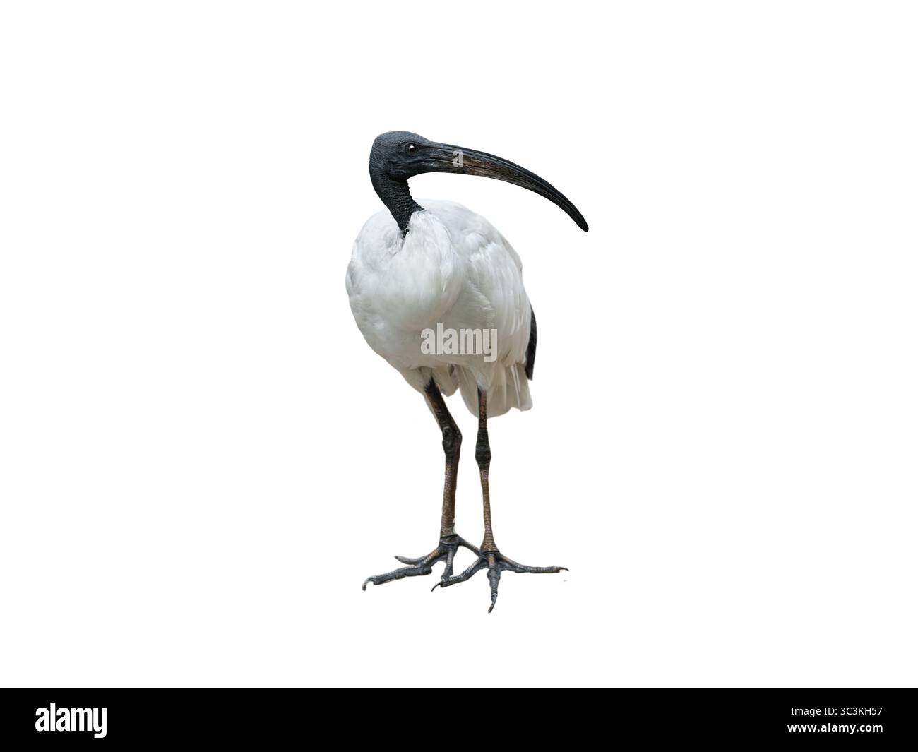 african sacred ibis isolated on white background Stock Photo - Alamy