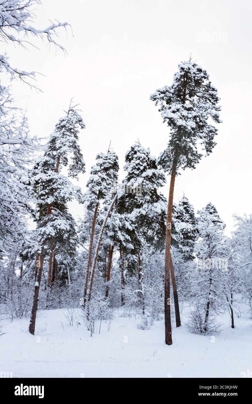 Russia, forest, winter hi-res stock photography and images - Alamy